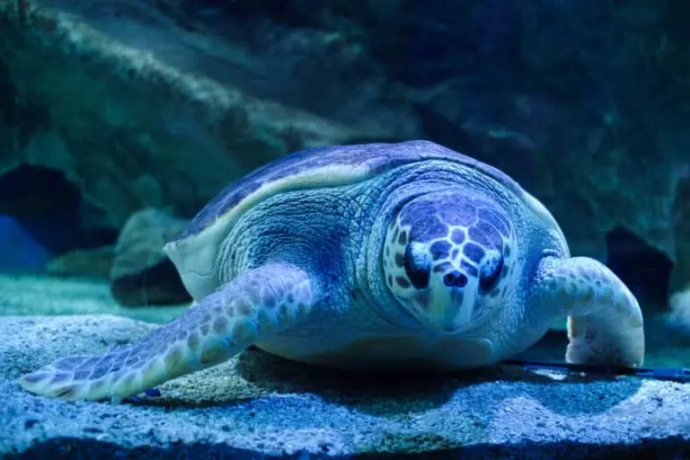 Do Turtles Sleep? (Detailed Guide) – Reptiles Time