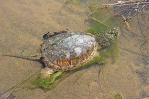 Turtles In Pennsylvania (12 Species with Pictures) – Reptiles Time