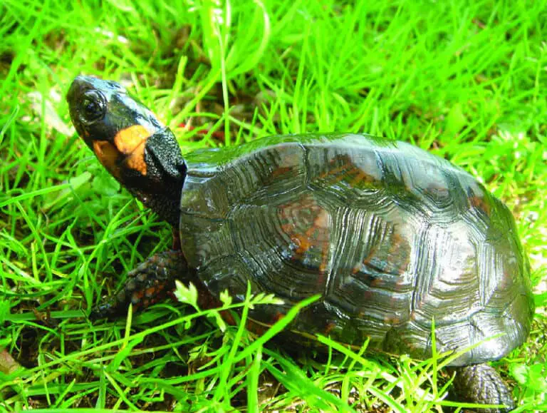 18 Native Turtles in Tennessee (Guide With Pictures) – Reptiles Time