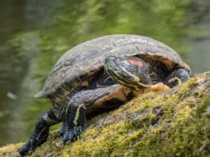 How Long Do Red Eared Sliders Live? (Detailed Guide) – Reptiles Time