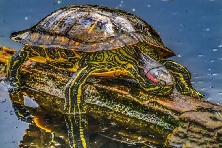 Turtles In Wisconsin (13 Species with Pictures) – Reptiles Time
