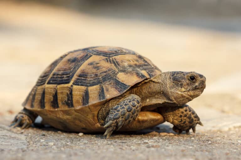 Why Do Turtles Walk Slow? (Detailed Guide) – Reptiles Time