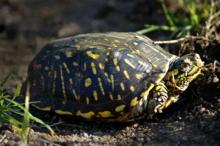Indiana Native Turtles (Ultimate Guide With Pictures) – Reptiles Time