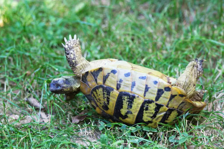 Why Does a Turtle Turn Upside Down? (Full Guide) – Reptiles Time