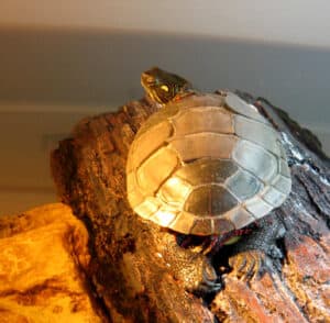 Do Turtles Shed? (Full Detailed Guide with Pictures) – Reptiles Time