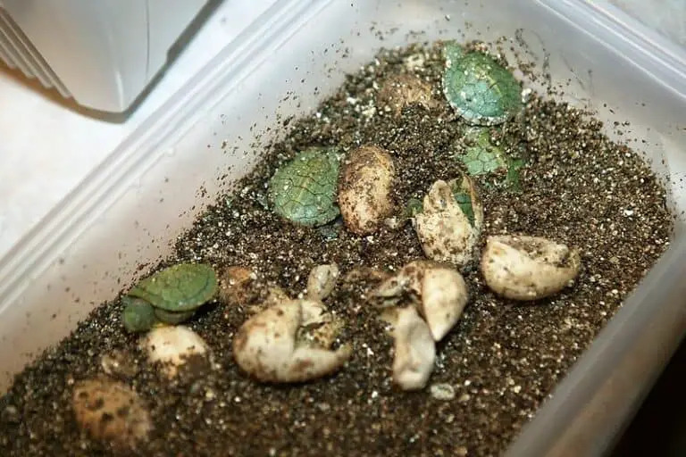 Red-Eared Slider Eggs (Detailed Guide With Pictures) – Reptiles Time