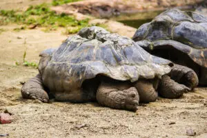 Turtles Shell (All Questions Answered) – Reptiles Time