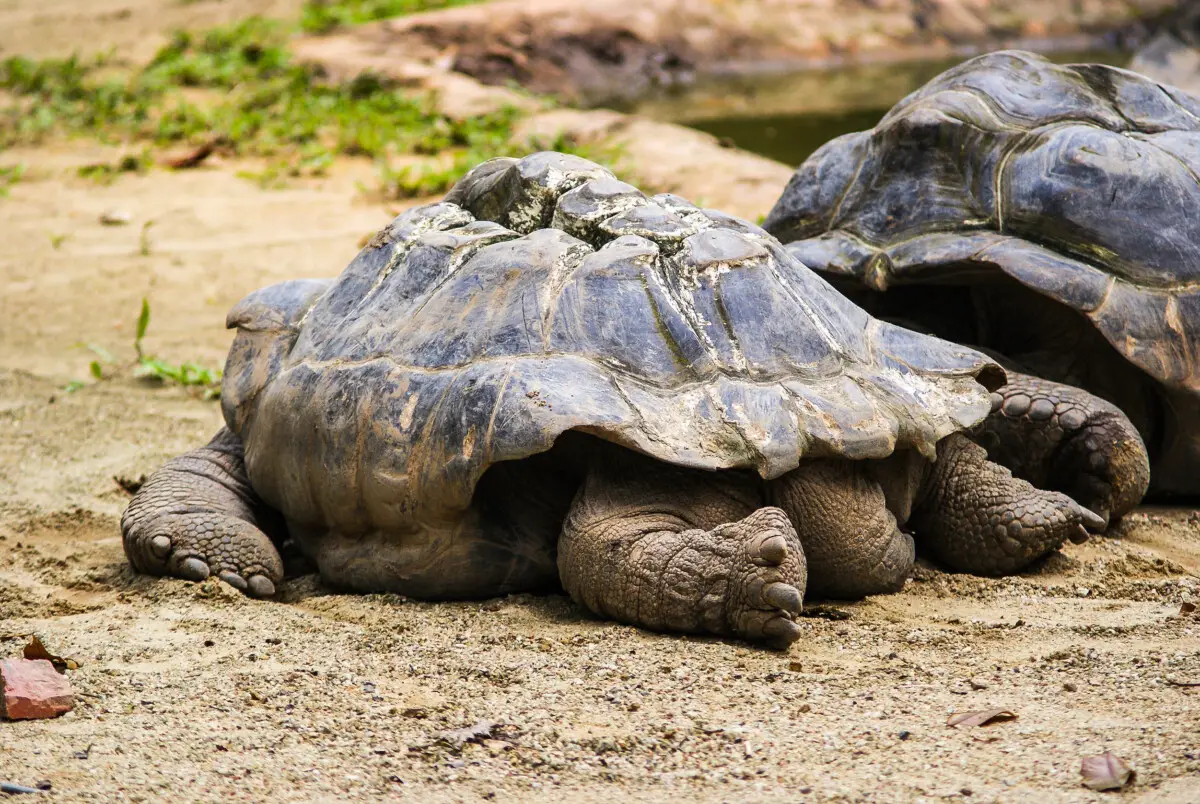 Turtles Shell (All Questions Answered) – Reptiles Time