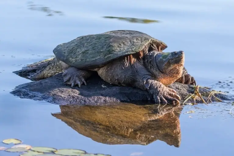 Turtles in Minnesota (11 Species with Pictures) – Reptiles Time