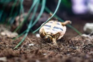 Can Turtles Flip Themselves Over? – Reptiles Time