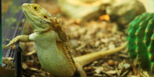 Why Do Bearded Dragons Scratch? 21 Reasons inside! – Reptiles Time