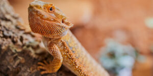 Bearded Dragon Prolapse – Full Beginner’s Guide – Reptiles Time