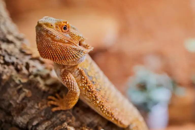 Why is My Bearded Dragon Waving at Me? – Reptiles Time
