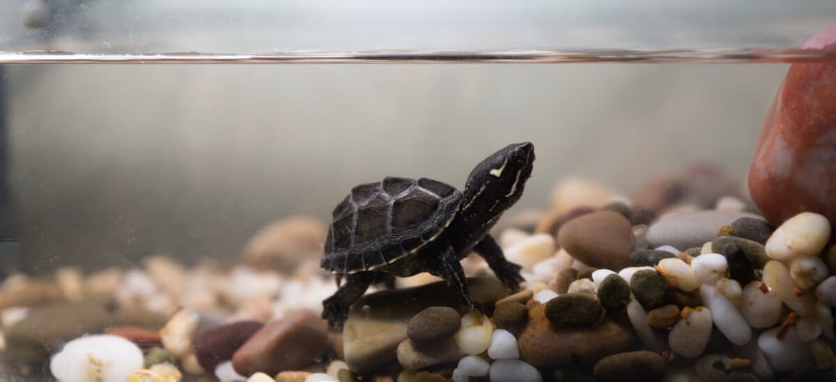 18 Native Turtles in Tennessee (Guide With Pictures) – Reptiles Time