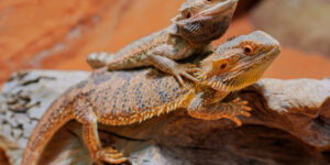 Bearded Dragon Mating – Complete Beginner’s Guide – Reptiles Time