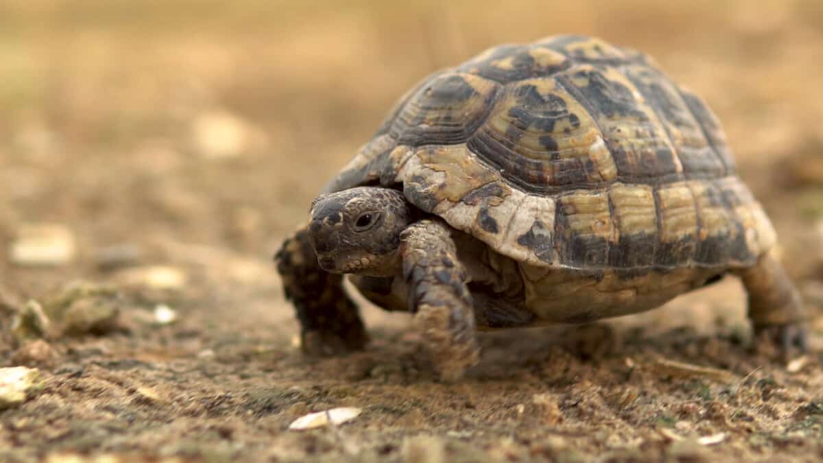 Can Turtles Get Overweight? All You Need To Know! – Reptiles Time