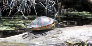 How Long Can Turtles Go Without Water? (Full Guide) – Reptiles Time