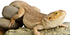 11 Reasons Your Bearded Dragon Is Throwing Up and What To Do – Reptiles ...