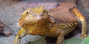 Bearded Dragons Lifespan – A Complete Beginner’s Guide – Reptiles Time