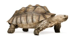 Can Turtles Live Without Their Shell? (Ultimate Guide) – Reptiles Time