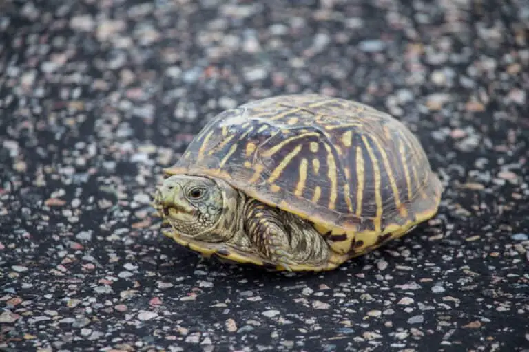 Should You Let Your Turtle Walk Around? (Full Guide) – Reptiles Time