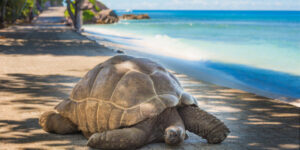 Signs Your Tortoise Is Dehydrated (Beginner’s Guide) – Reptiles Time