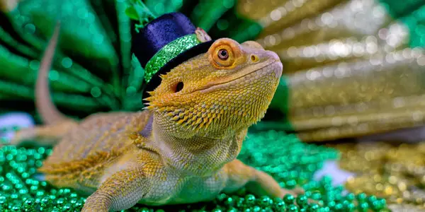 Leopard Gecko vs Bearded Dragon (Complete Guide) – Reptiles Time