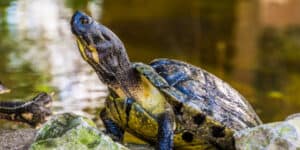 18 Native Turtles in Tennessee (Guide With Pictures) – Reptiles Time