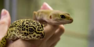 Leopard Gecko Tail Wagging – Complete Guide! – Reptiles Time