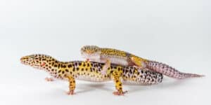 Can Leopard Geckos Live Together? (Complete Guide) – Reptiles Time