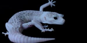 Leopard Gecko Tail Wagging – Complete Guide! – Reptiles Time