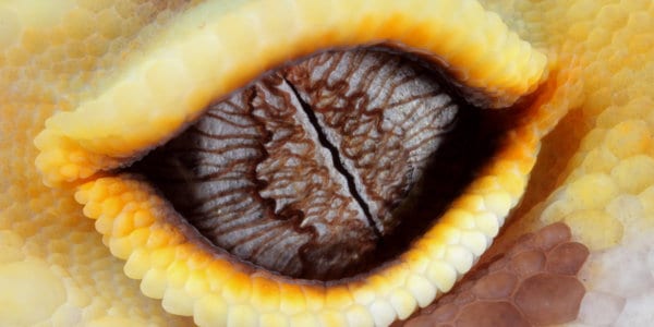 Do Leopard Geckos Sleep with Eyes OPEN? (Complete Guide) – Reptiles Time