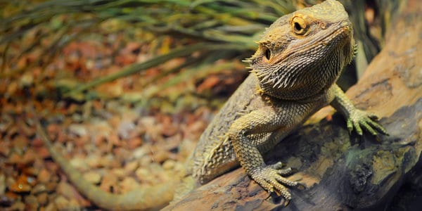 Stargazing Syndrome (Down’s syndrome) in Bearded Dragons – Reptiles Time