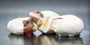 Do All Female Bearded Dragons Lay Eggs ? Explained+ Video! – Reptiles Time