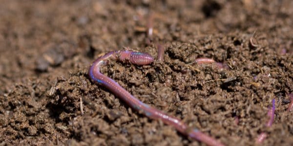 Can Bearded Dragons Eat Nightcrawlers? Complete Guide! – Reptiles Time