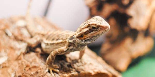 Bearded Dragon Coughing – COMPLETE GUIDE + Video – Reptiles Time