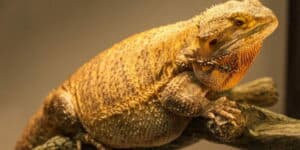 Obese Bearded Dragon – All You Need To Know – Reptiles Time