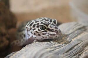 How to Make a Humid Hide for Leopard Gecko? – Reptiles Time