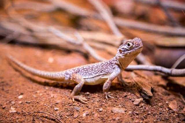 DO LEOPARD GECKOS BITES HURT? Detailed Guide – Reptiles Time