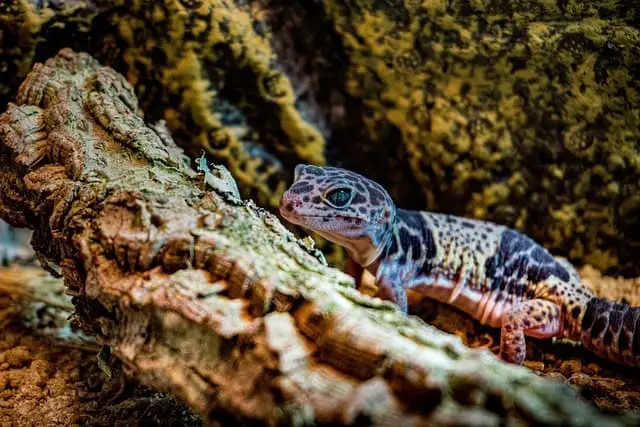 Is Reptisoil Safe For Leopard Geckos? What You Need To Know! – Reptiles ...